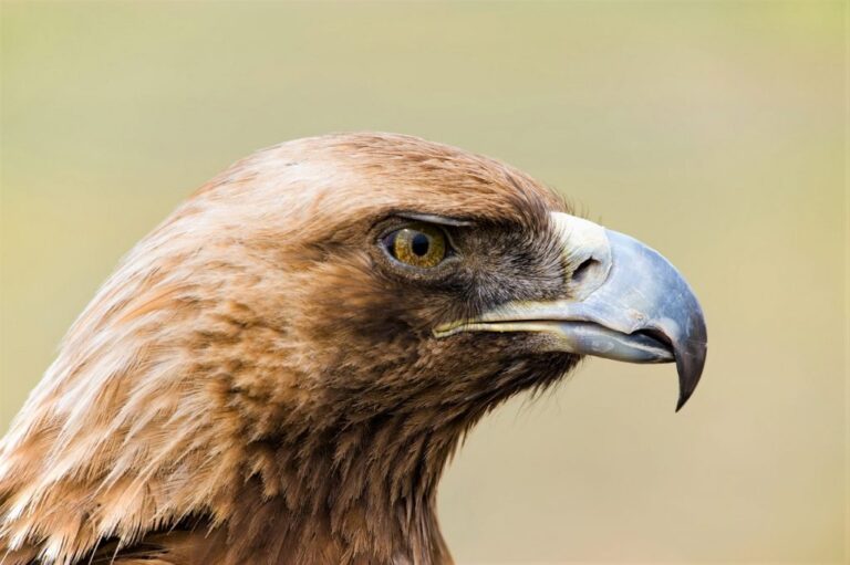 Pasărea de pe stema României: acvila de munte a devenit ținta ...